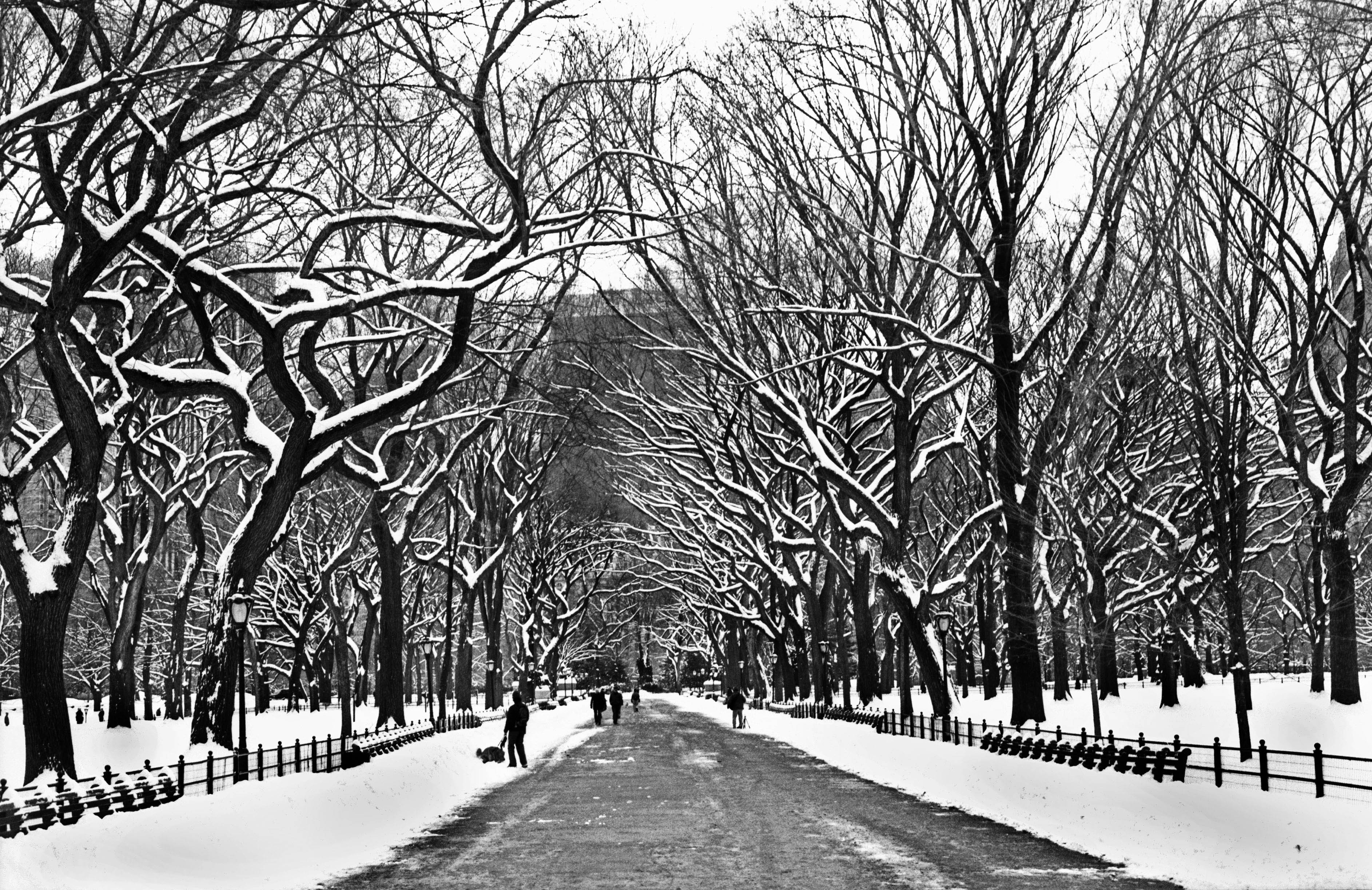 Poet's Walk Central Park | Shutterbug